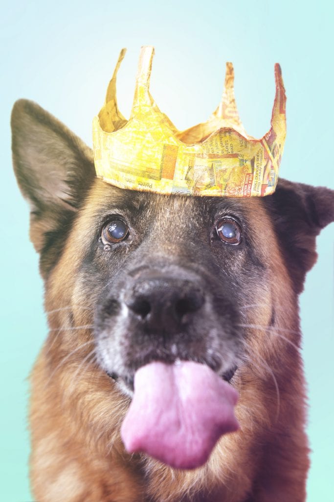 Reba, Queen of German Shepherds - Puptrait | Studio Pet + Portrait ...