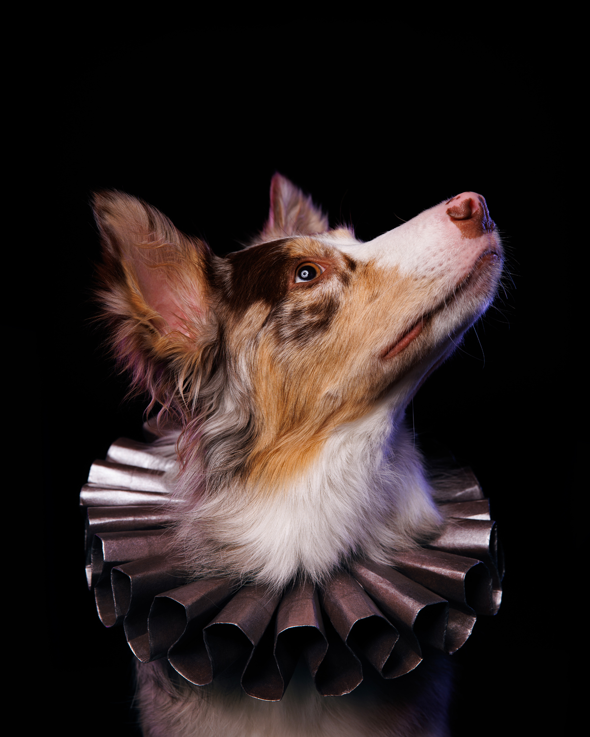 Daisy the Red Merle Border Collie - Puptrait | Studio Pet + Portrait ...